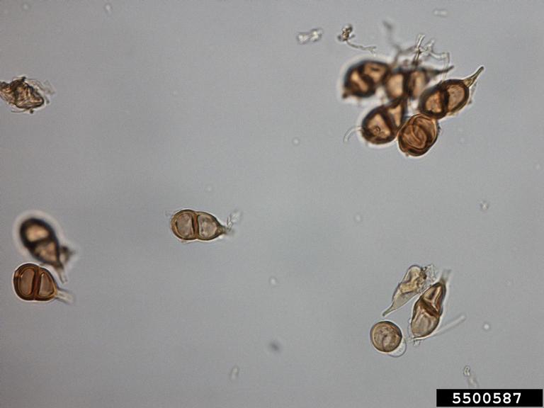 puccinia rusts (Genus Puccinia Pers.)