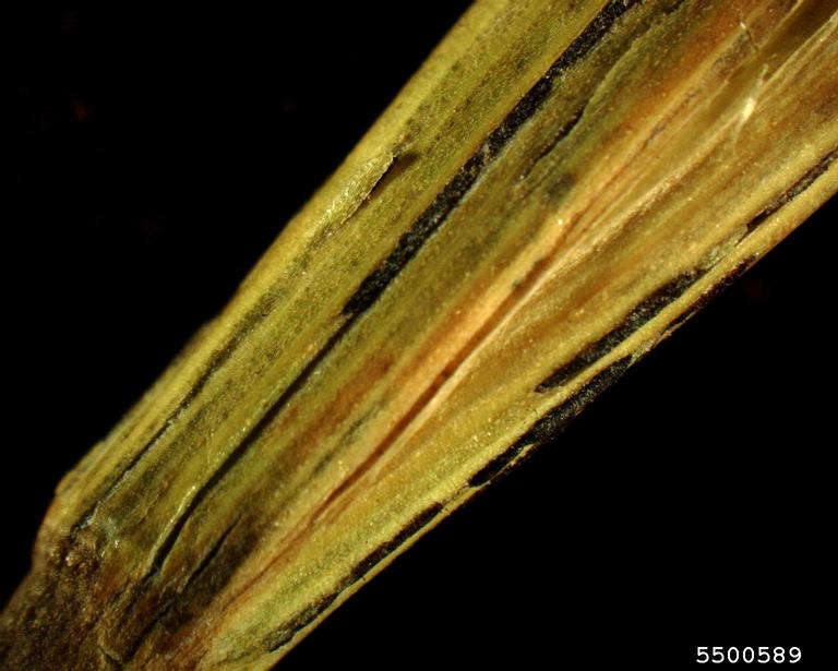 wheat stem rust (Puccinia graminis Pers.)