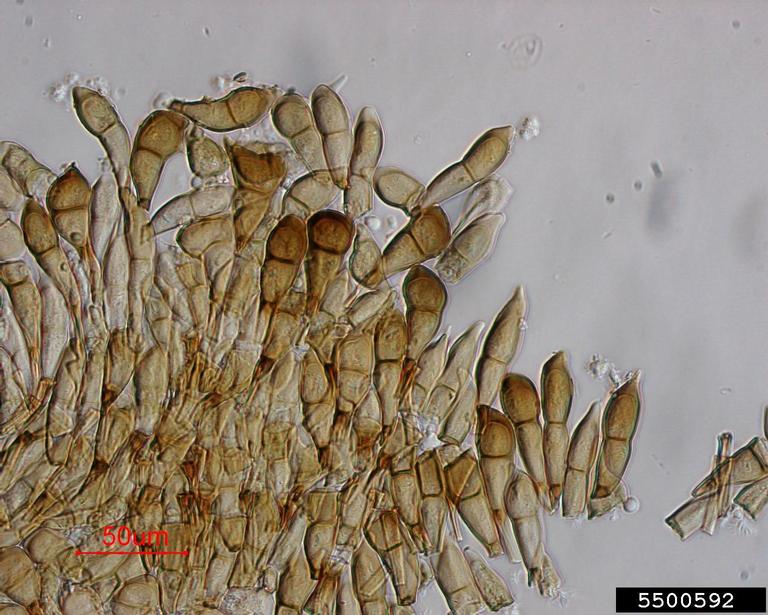 wheat stem rust (Puccinia graminis Pers.)