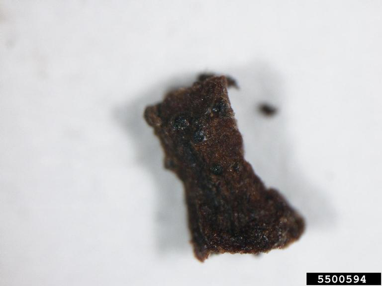 Fusicoccum canker (Genus Fusicoccum Corda, 1829)