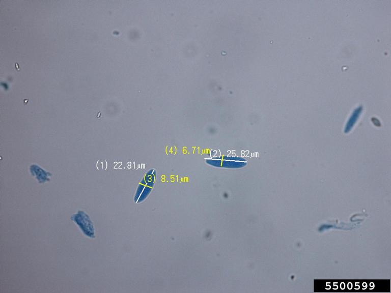Fusicoccum canker (Genus Fusicoccum Corda, 1829)