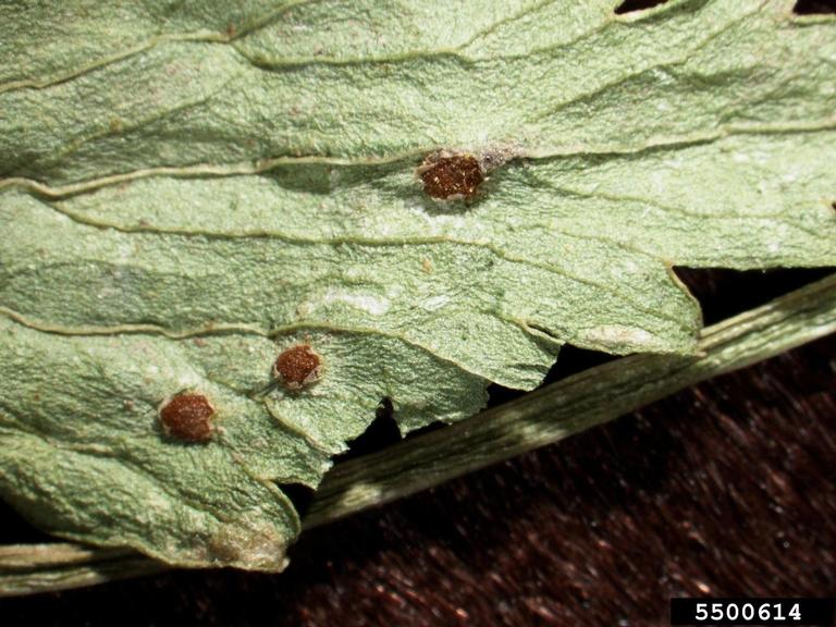 rust (Puccinia apii Desm., 1823)