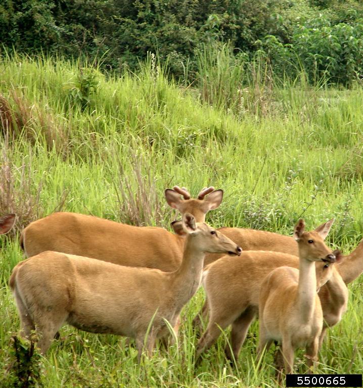 barasingha (Cervus duvaucelii)
