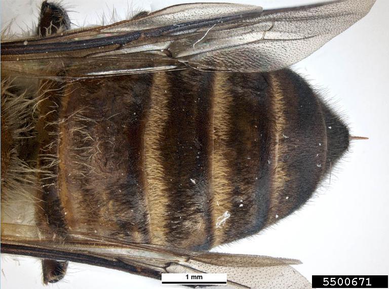 Asiatic honey bee (Apis cerana Fabricius, 1793)