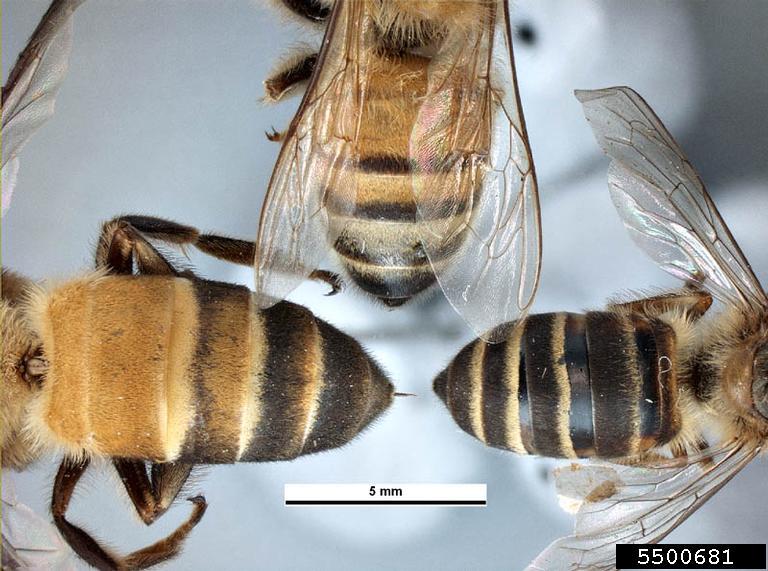 honey bees (Genus Apis Linnaeus, 1758)