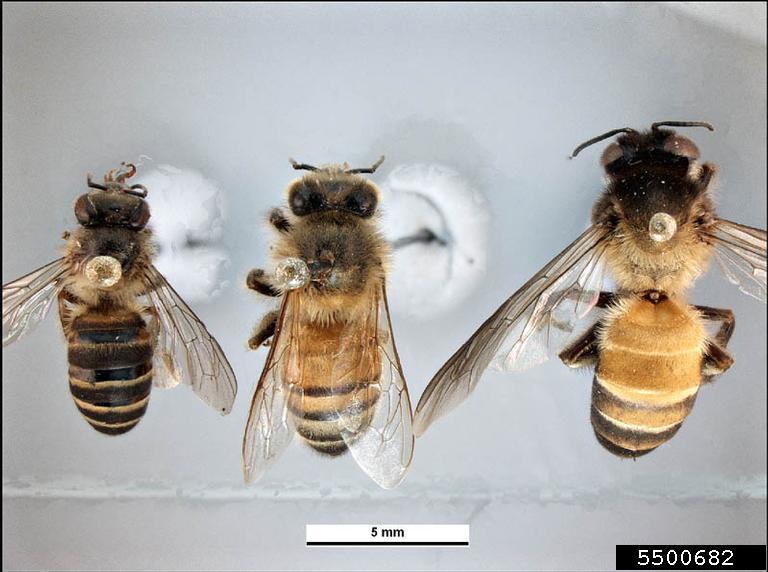 honey bees (Genus Apis Linnaeus, 1758)
