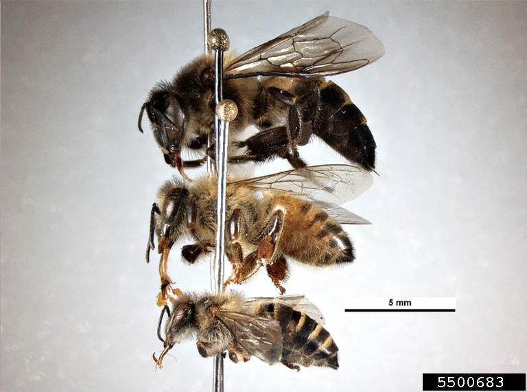 honey bees (Genus Apis Linnaeus, 1758)