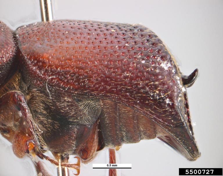 auger beetle (Sinoxylon anale Lesne, 1897)