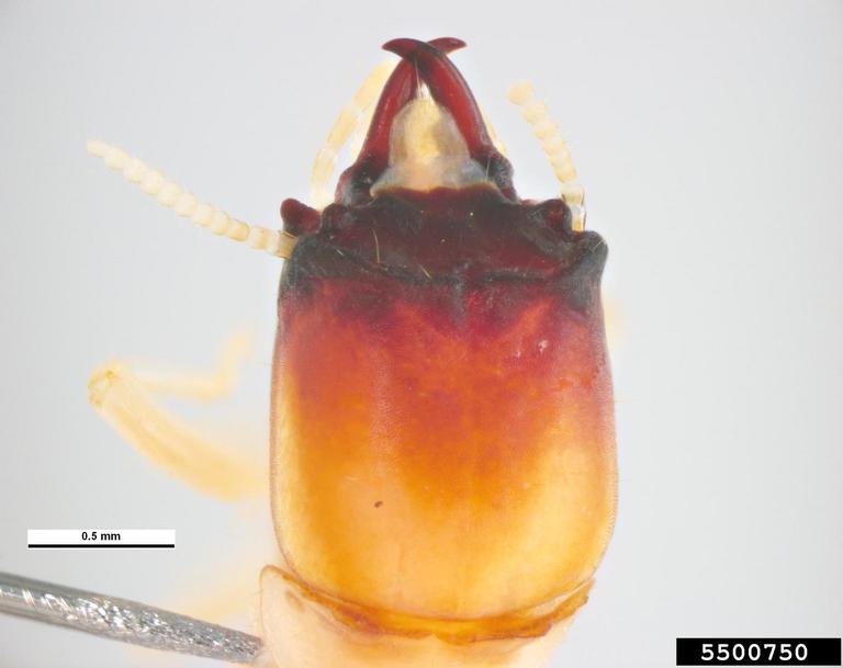 drywood termite (Cryptotermes dudleyi Banks)