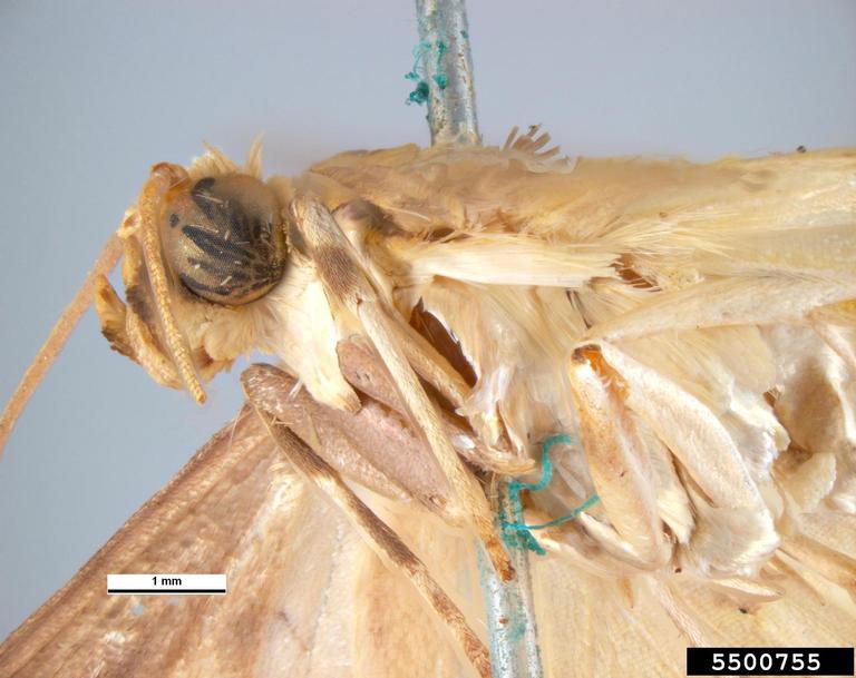 Yellow Peach Moth (Conogethes punctiferalis (Guénée))