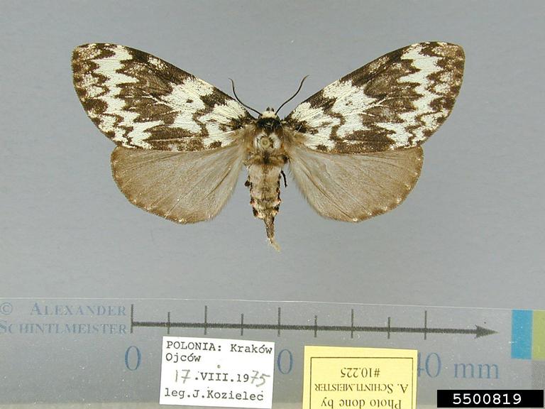 nun moth (Lymantria monacha (Linnaeus))