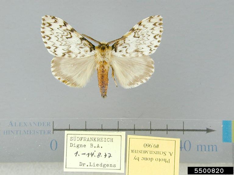 nun moth (Lymantria monacha (Linnaeus))