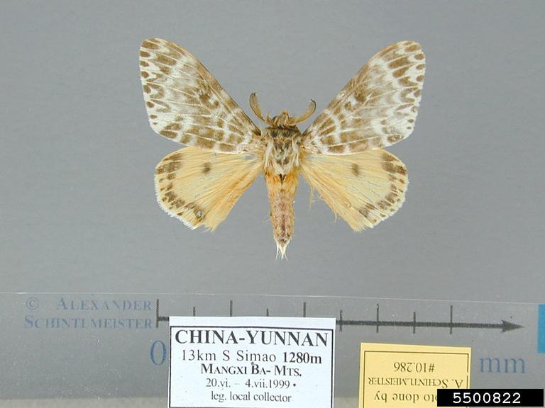 rosy gypsy moth (Lymantria mathura)