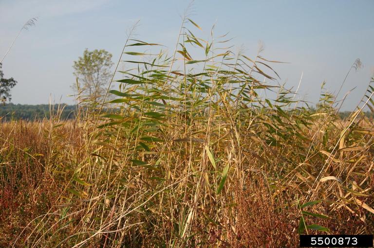 reed (Phragmites australis ssp. americanus (Cav.) Saltonstall)