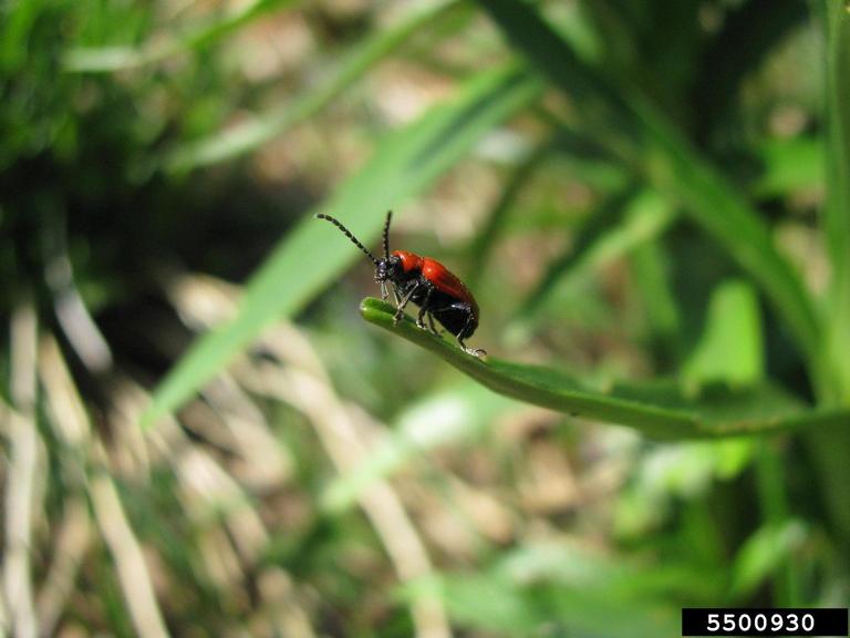lily leaf beetle (Lilioceris lilii (Scopoli, 1763))