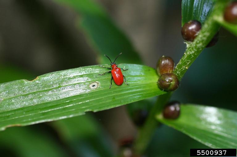 lily leaf beetle (Lilioceris lilii (Scopoli, 1763))