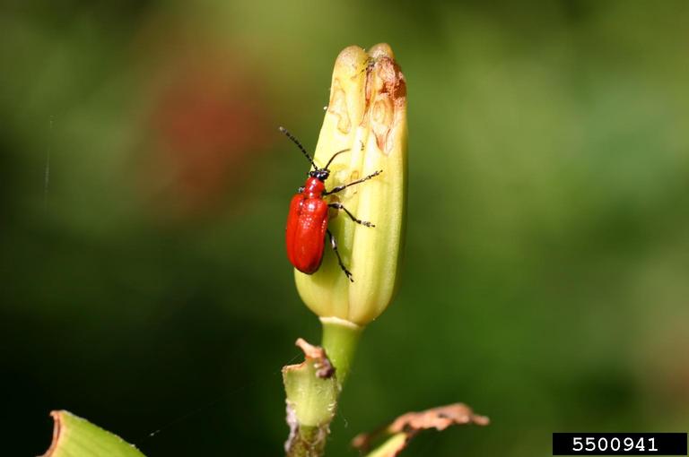 lily leaf beetle (Lilioceris lilii (Scopoli, 1763))