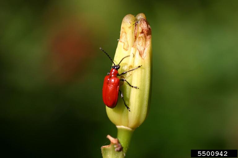 lily leaf beetle (Lilioceris lilii (Scopoli, 1763))