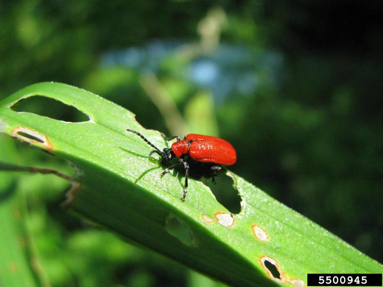 lily leaf beetle (Lilioceris lilii (Scopoli, 1763))