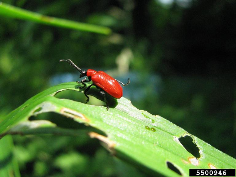 lily leaf beetle (Lilioceris lilii (Scopoli, 1763))