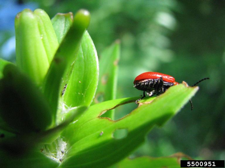 lily leaf beetle (Lilioceris lilii (Scopoli, 1763))