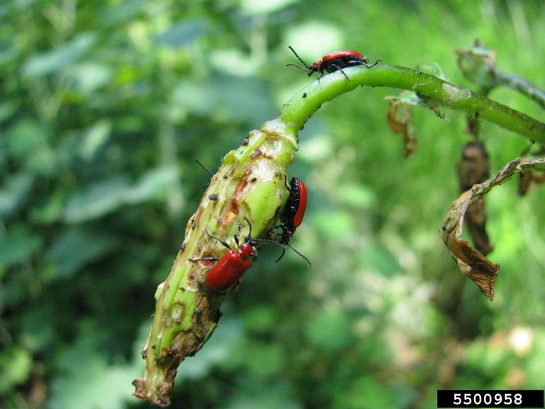 lily leaf beetle (Lilioceris lilii (Scopoli, 1763))