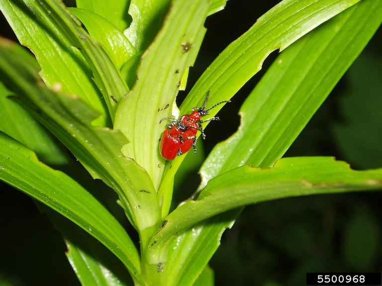 lily leaf beetle (Lilioceris lilii (Scopoli, 1763))