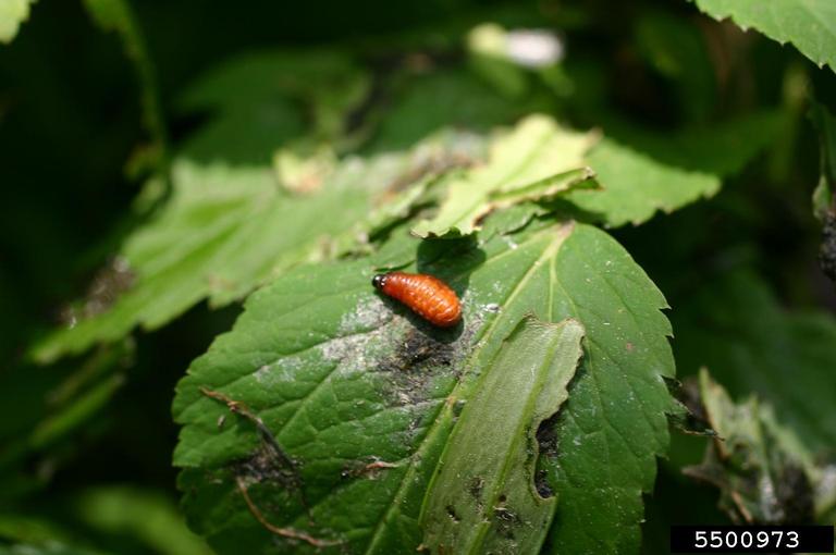 lily leaf beetle (Lilioceris lilii)