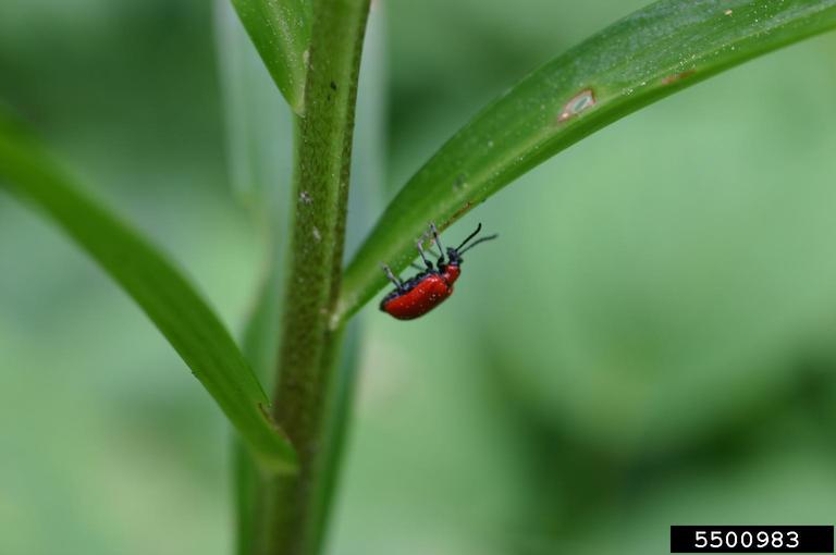 lily leaf beetle (Lilioceris lilii (Scopoli, 1763))