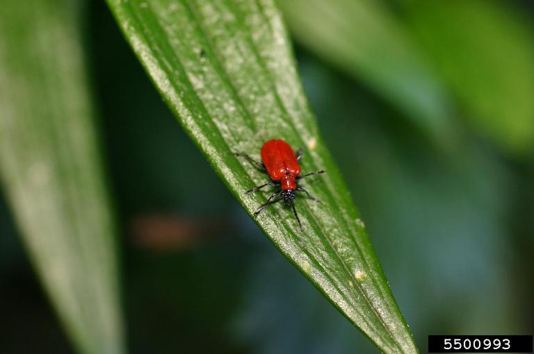 lily leaf beetle (Lilioceris lilii (Scopoli, 1763))