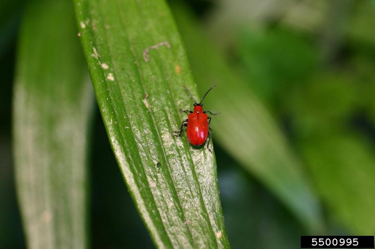 lily leaf beetle (Lilioceris lilii (Scopoli, 1763))