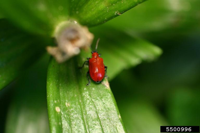 lily leaf beetle (Lilioceris lilii (Scopoli, 1763))