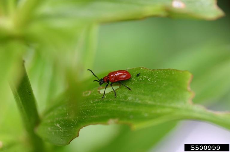 lily leaf beetle (Lilioceris lilii)