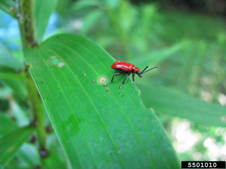 lily leaf beetle (Lilioceris lilii (Scopoli, 1763))