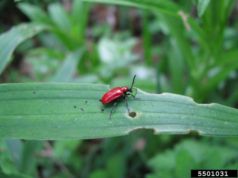 lily leaf beetle (Lilioceris lilii)