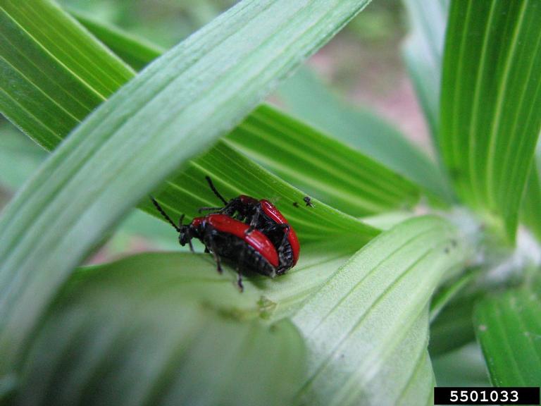 lily leaf beetle (Lilioceris lilii (Scopoli, 1763))