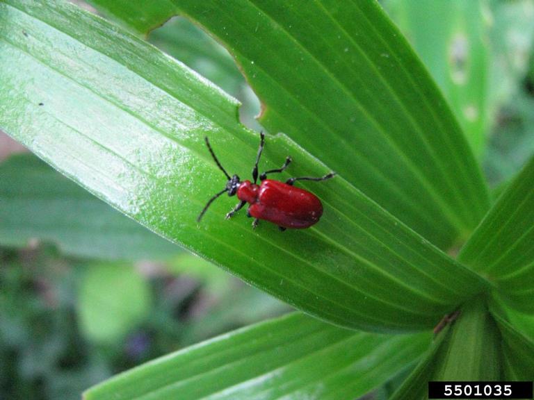 lily leaf beetle (Lilioceris lilii (Scopoli, 1763))