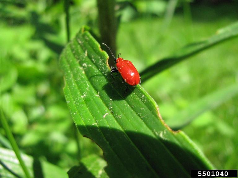 lily leaf beetle (Lilioceris lilii (Scopoli, 1763))