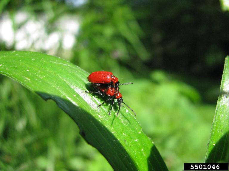 lily leaf beetle (Lilioceris lilii (Scopoli, 1763))