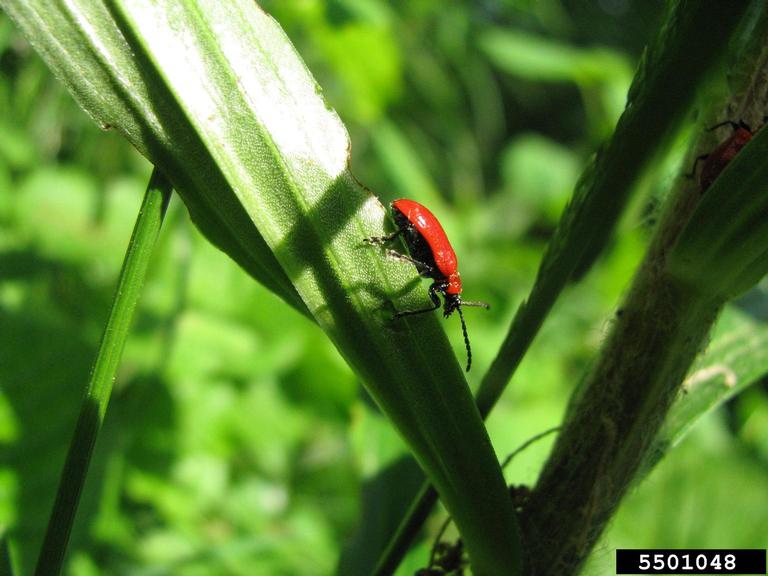 lily leaf beetle, Lilioceris lilii (Coleoptera: Chrysomelidae) - 5501048