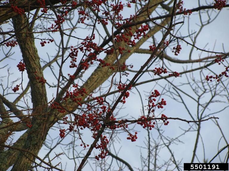round leaf bittersweet (Celastrus orbiculatus Thunb.)
