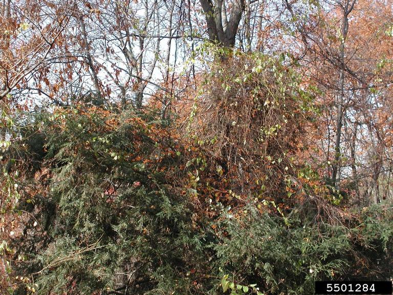 round leaf bittersweet (Celastrus orbiculatus)