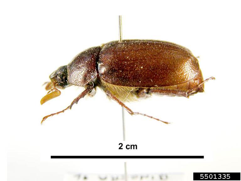 childers canegrub (Antitrogus parvulus)
