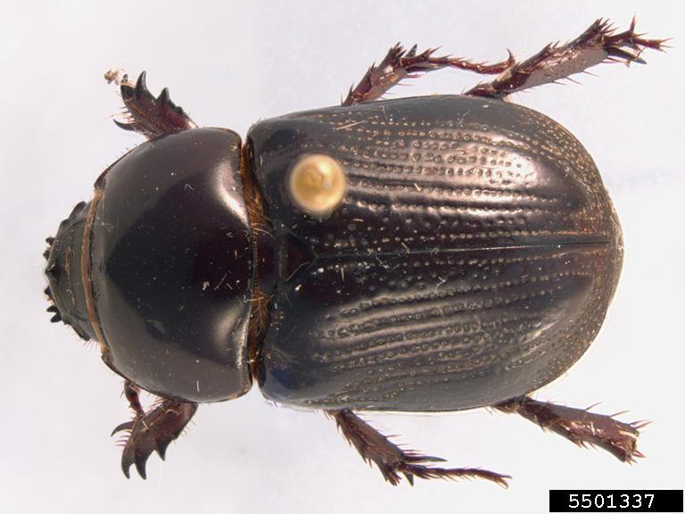 taro beetle, Papuana uninodis (Coleoptera: Scarabaeidae) - 5501337