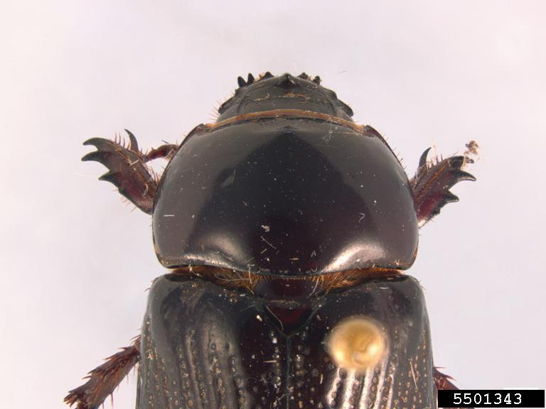 taro beetle (Papuana uninodis Prell)