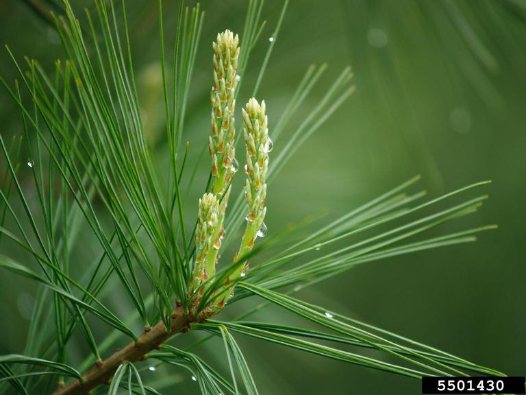 eastern white pine (Pinus strobus L.)