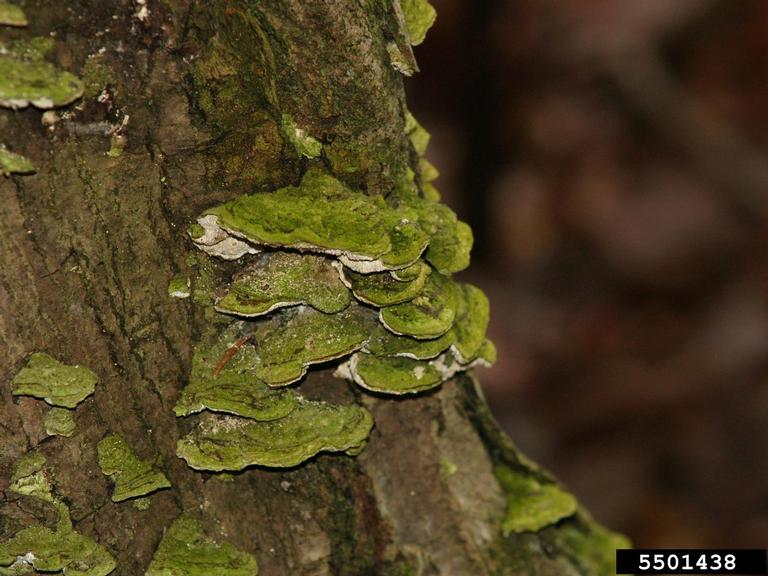 canker rot (Cerrena unicolor (Bull.) Murrill)
