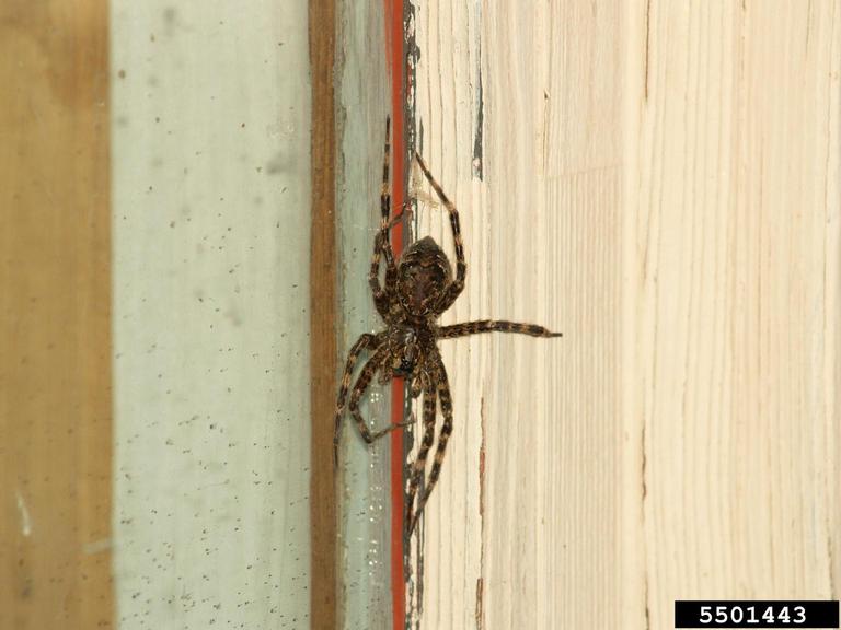 wolf spiders (Family Lycosidae Sundevall, 1833)