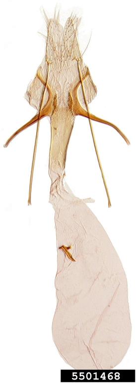 tomato leafminer (Tuta absoluta)