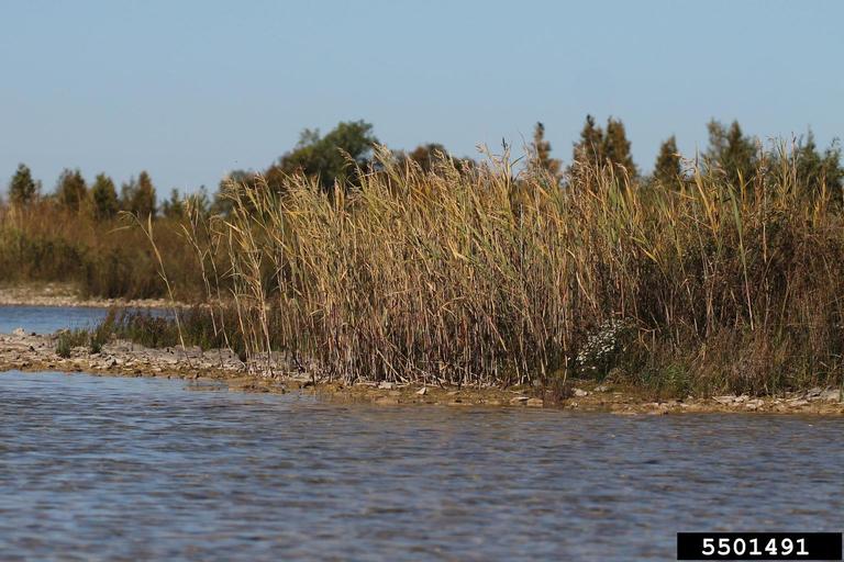reed (Phragmites australis ssp. americanus)